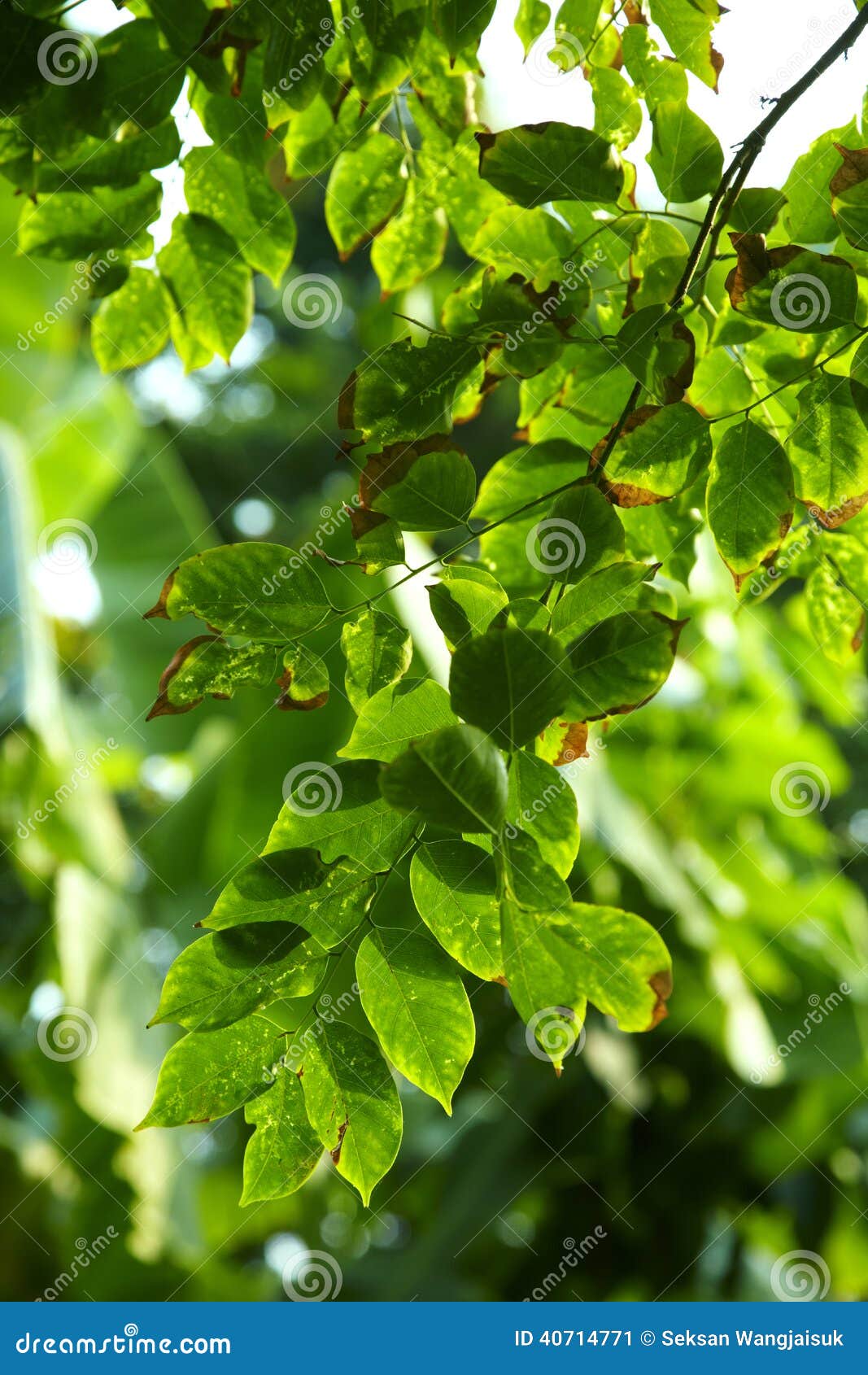 Many asian green leaf stock image. Image of composition - 40714771