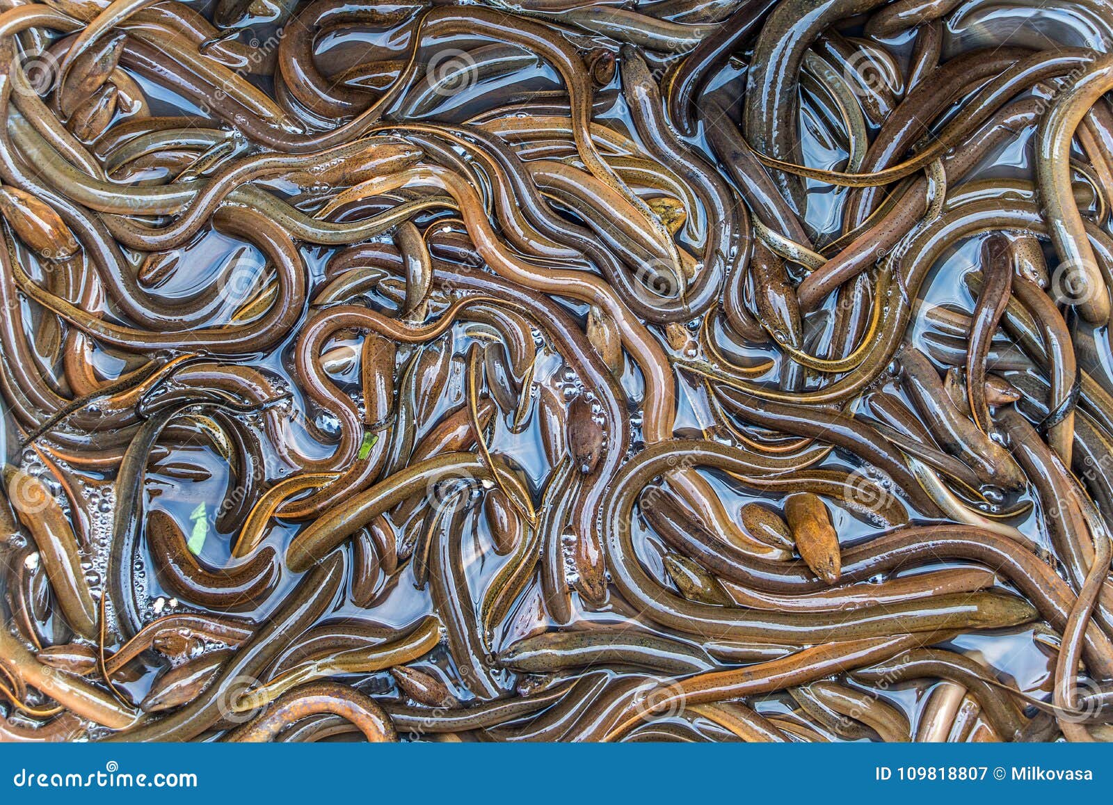 Many Asian Swamp Eels Crawl Over Each Other. Stock Image - Image of ...