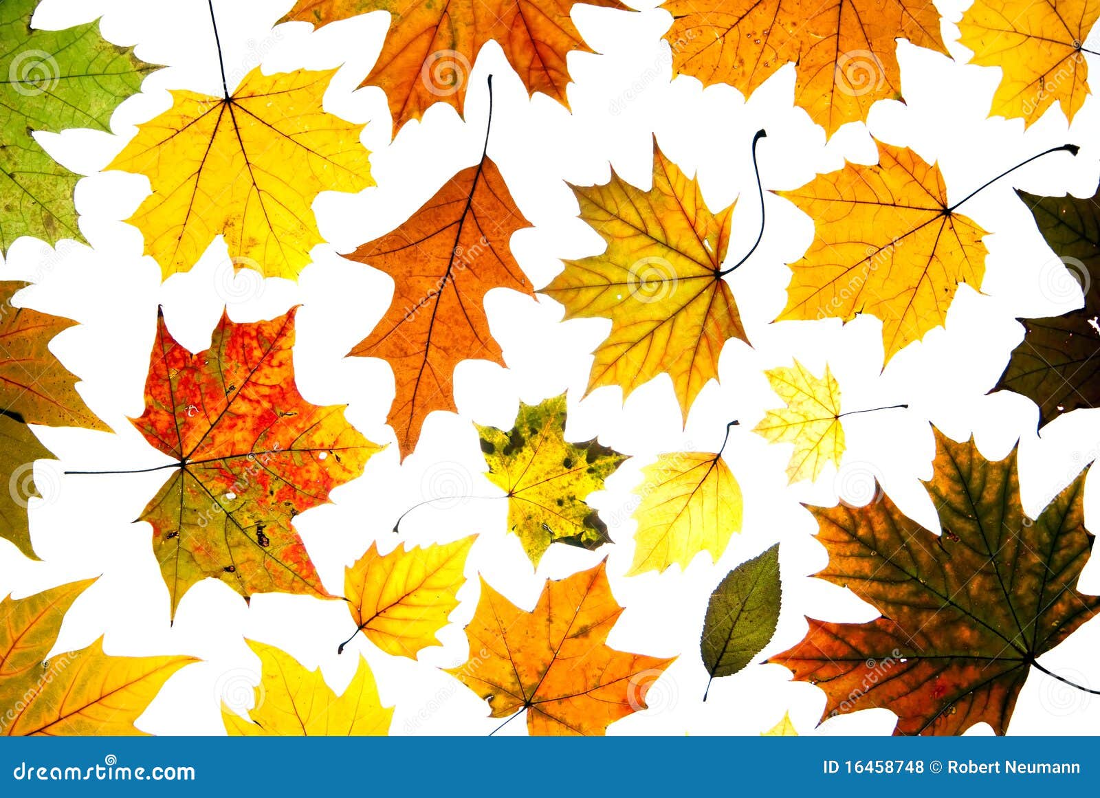 Many autumn leaves stock photo. Image of pattern, color - 16458748