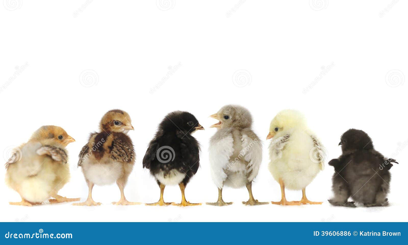 Many Baby Chick Chickens Lined Up on White Stock Photo - Image of cute ...