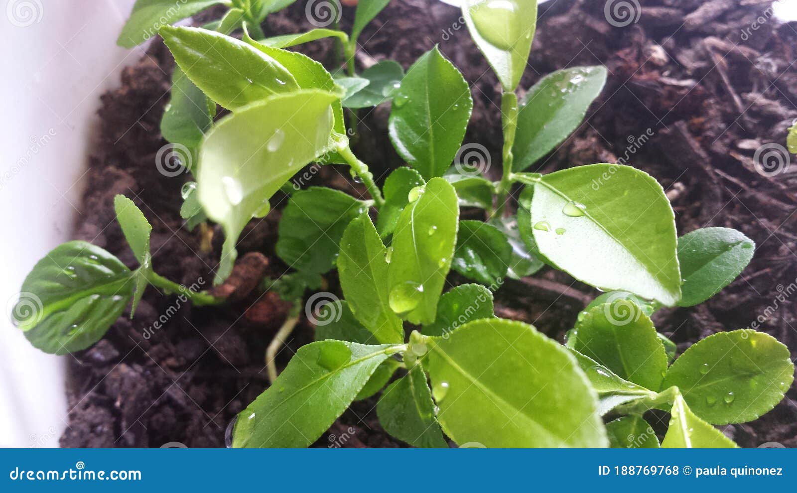 Many baby lemon trees stock photo. Image of branch, blossom - 188769768