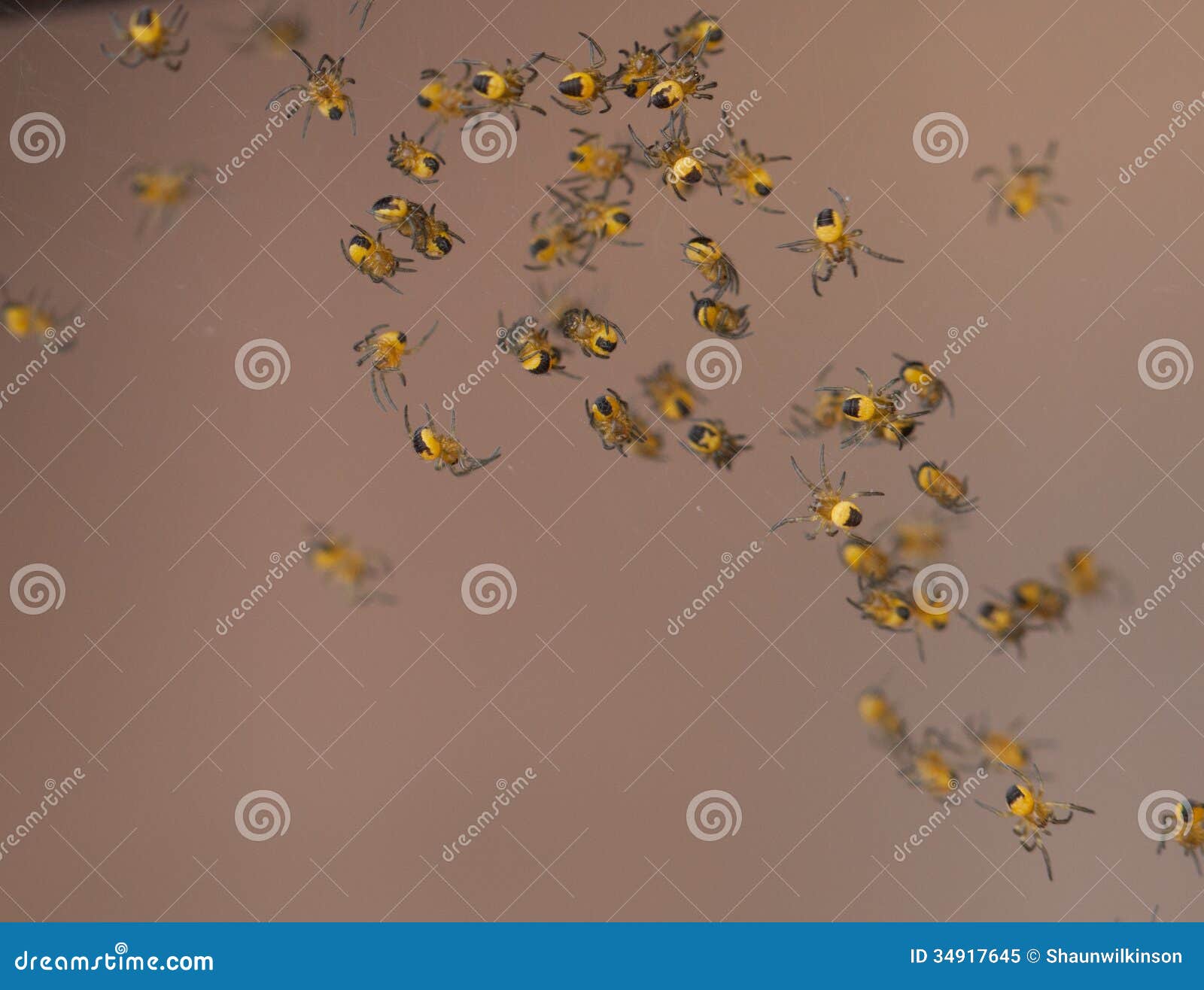 Many baby spiders stock image. Image of creature, nest - 34917645