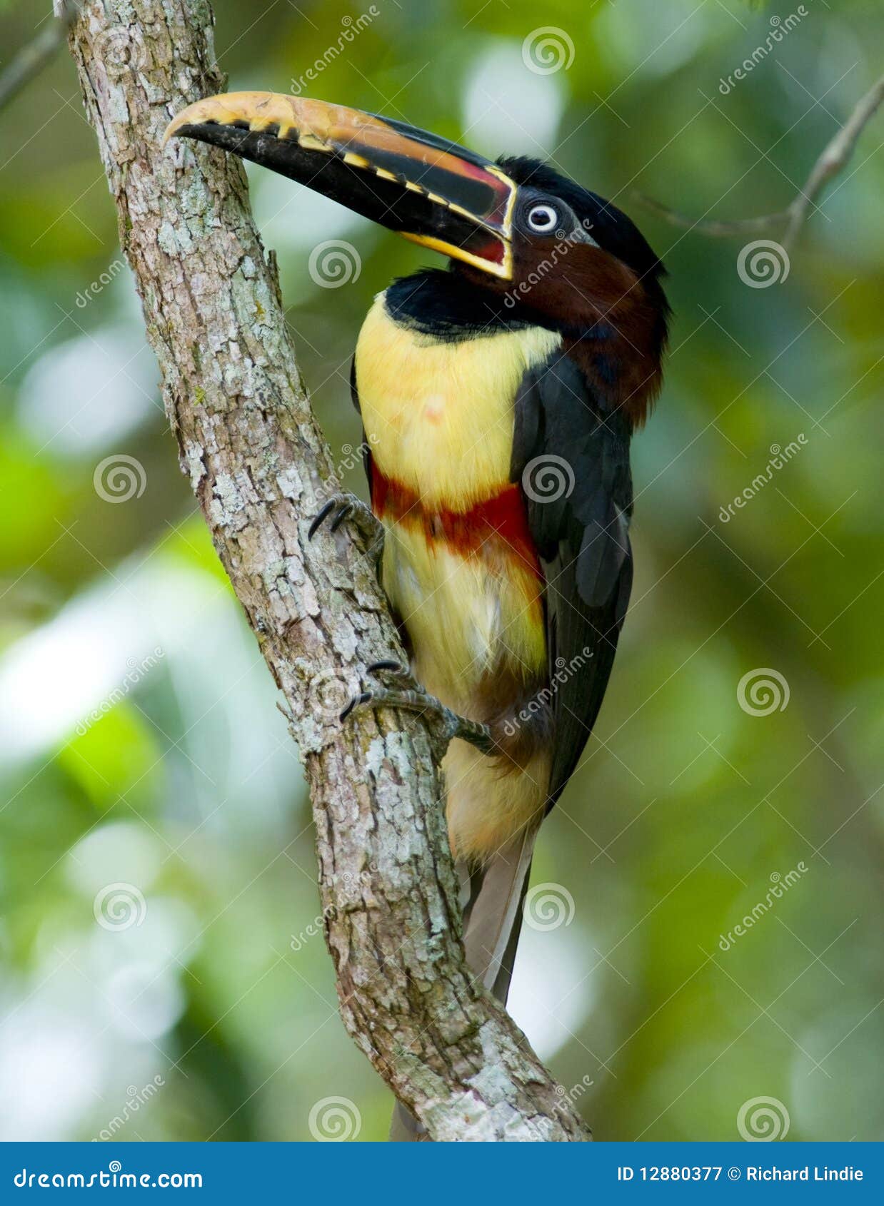 Many-banded Aracari stock image. Image of aracari, splendid - 12880377