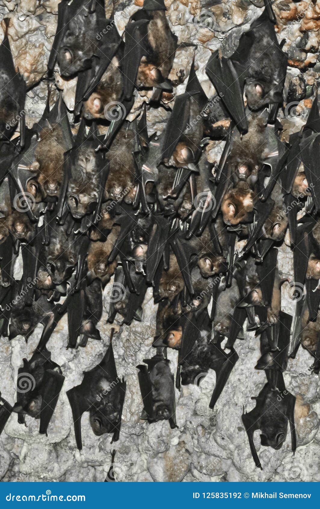 Many bats hang. stock photo. Image of thailand, egyptian - 125835192