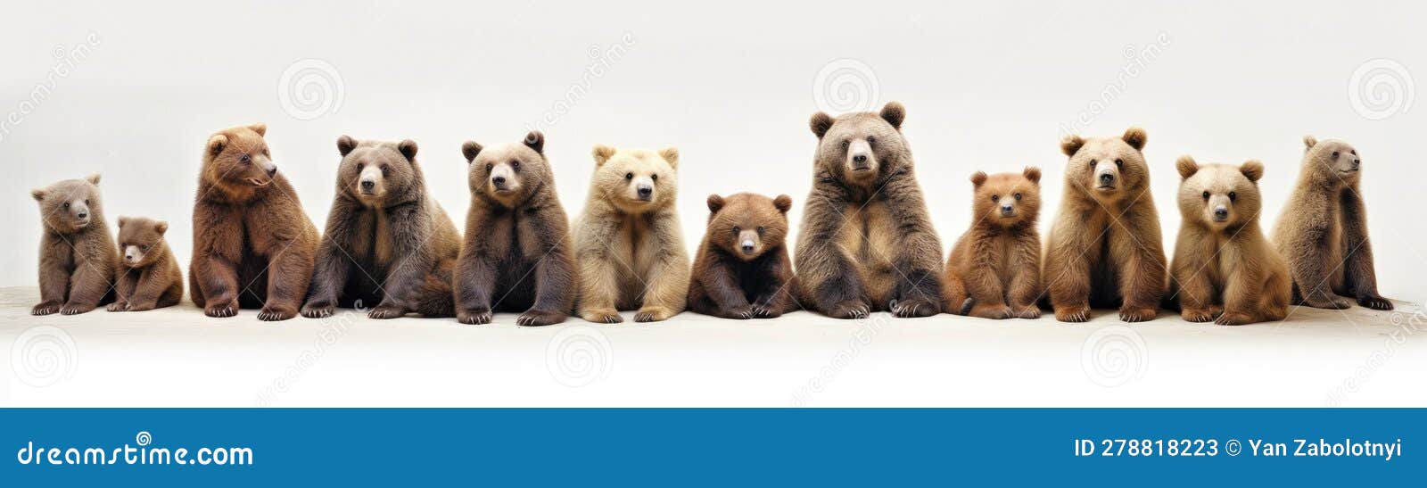 Many Bears Sitting a Whitte Banner Background. Generative AI Stock ...