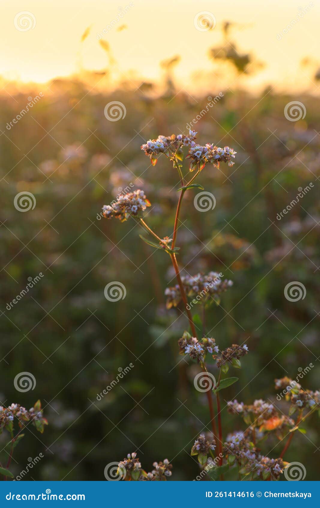 Many Beautiful Buckwheat Flowers Growing in Field Stock Photo - Image ...