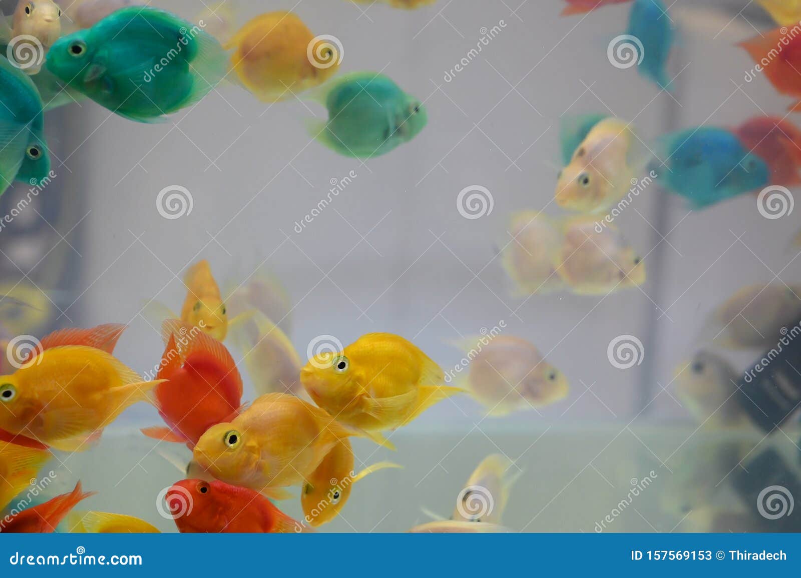 Beautiful fish stock image. Image of background, water - 157569153