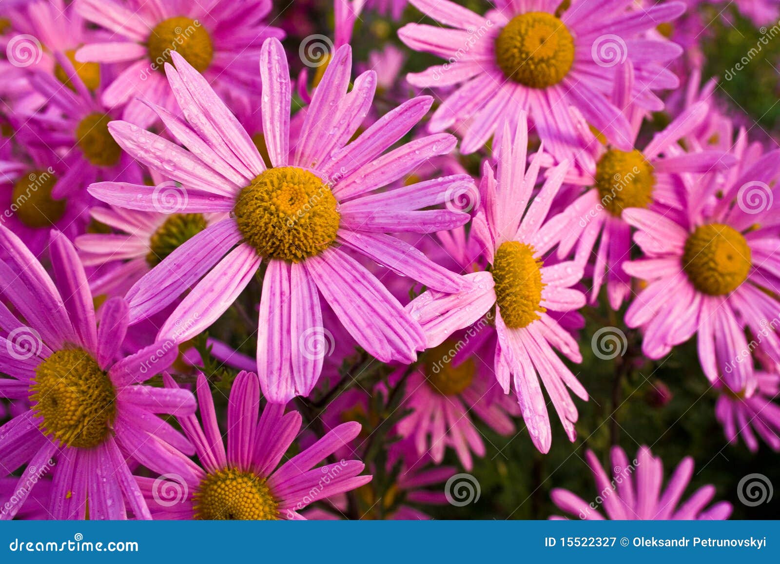 Many beautiful flowers stock image. Image of blossom - 15522327
