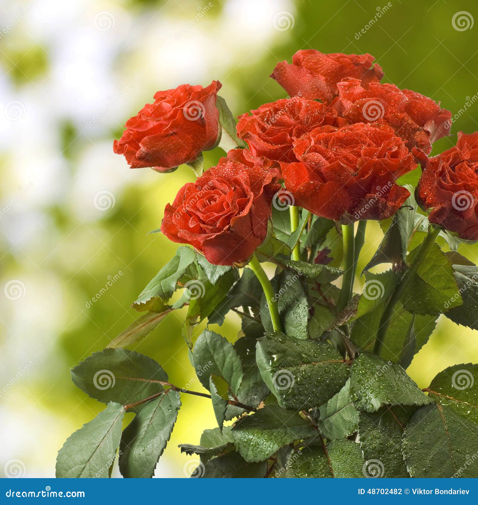 Many beautiful flowers stock photo. Image of bouquet - 48702482