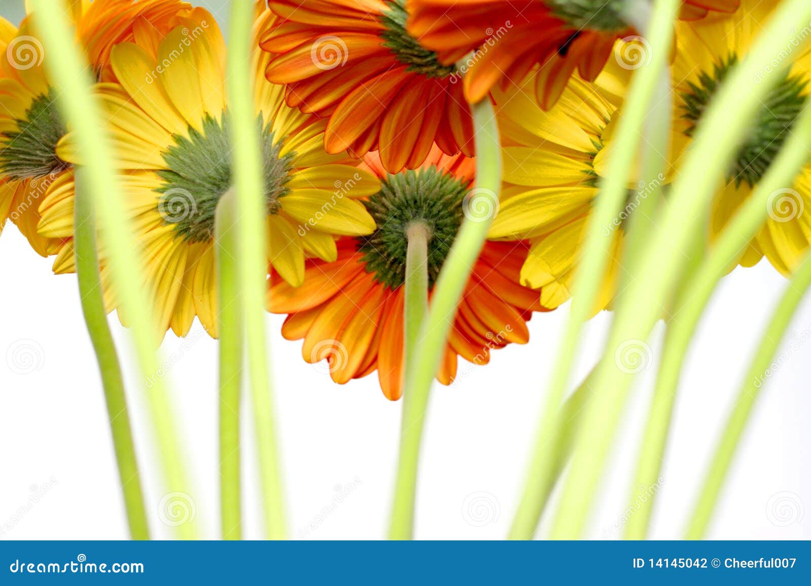 Many beautiful gerberas stock photo. Image of detail - 14145042