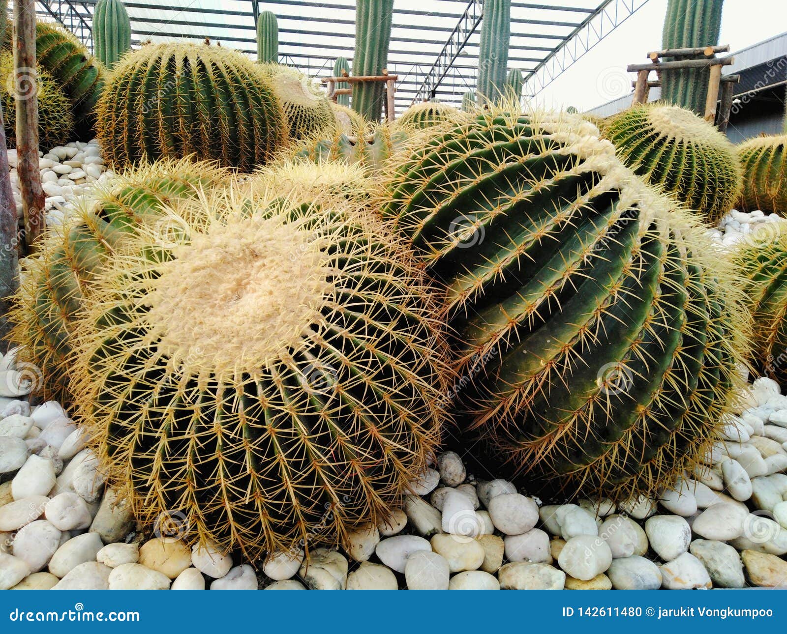 Mace, Bark, Big Tree, Thorn, Around Early, Beautiful Stock Photo ...