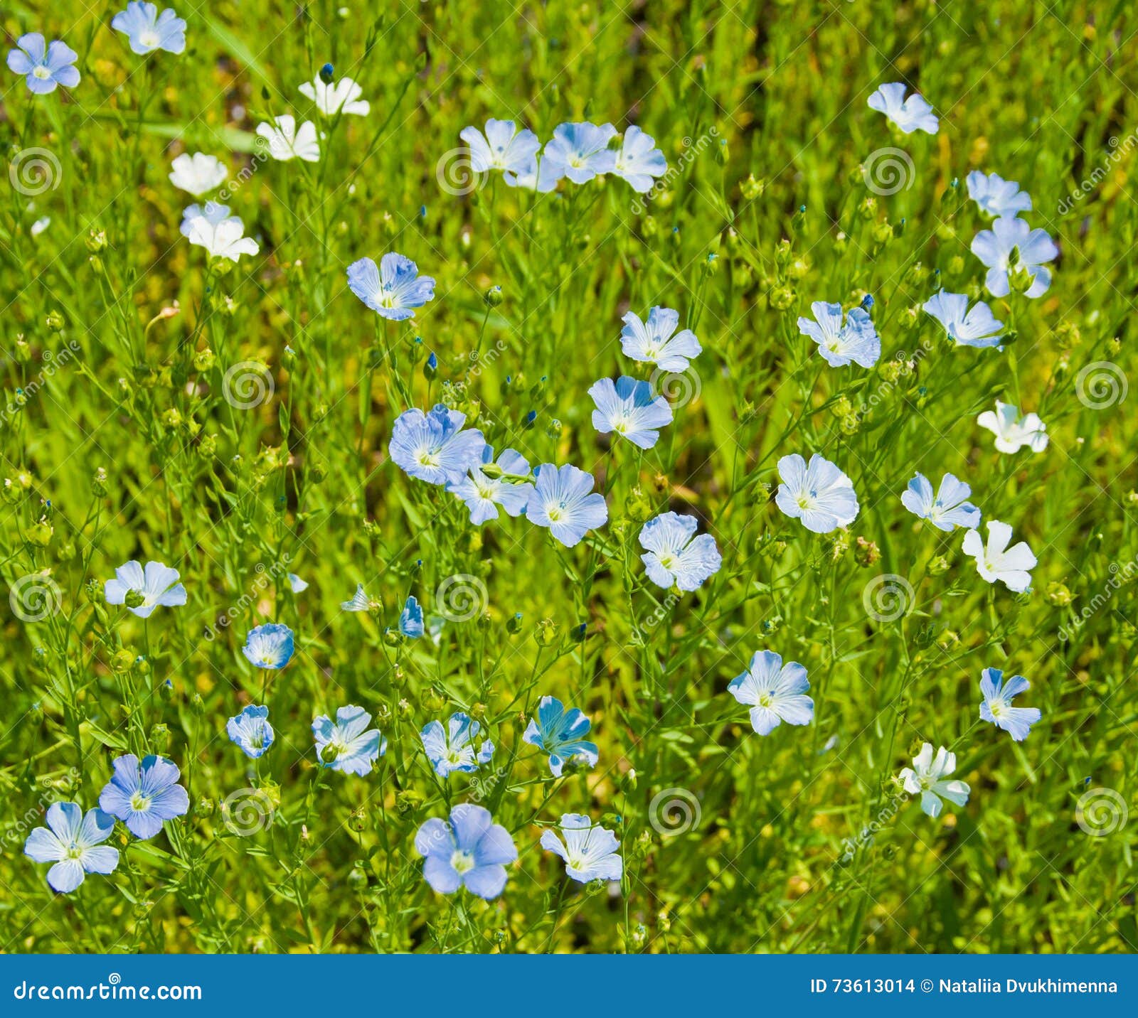Many Beautiful Linen Flowers on the Field Stock Photo - Image of ...