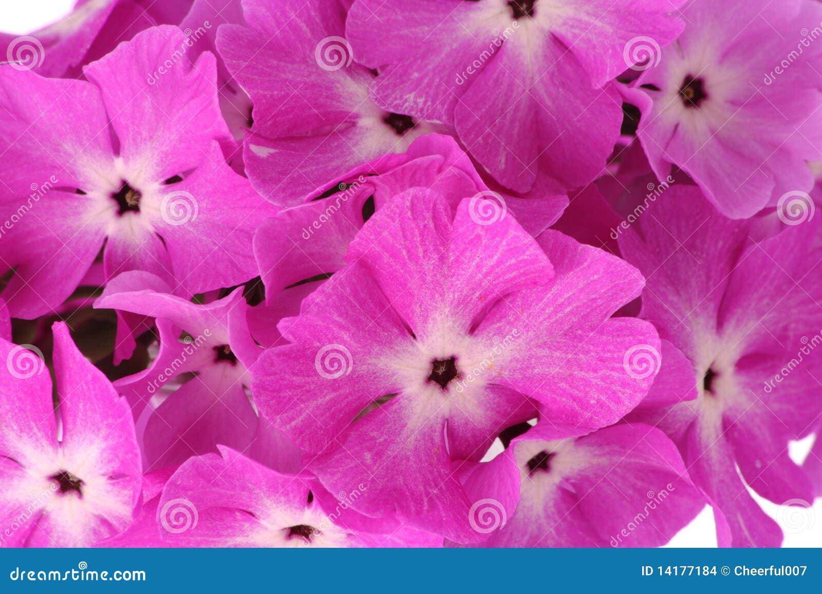 Many Beautiful Pink Flowers Stock Photo - Image of detail, bright: 14177184