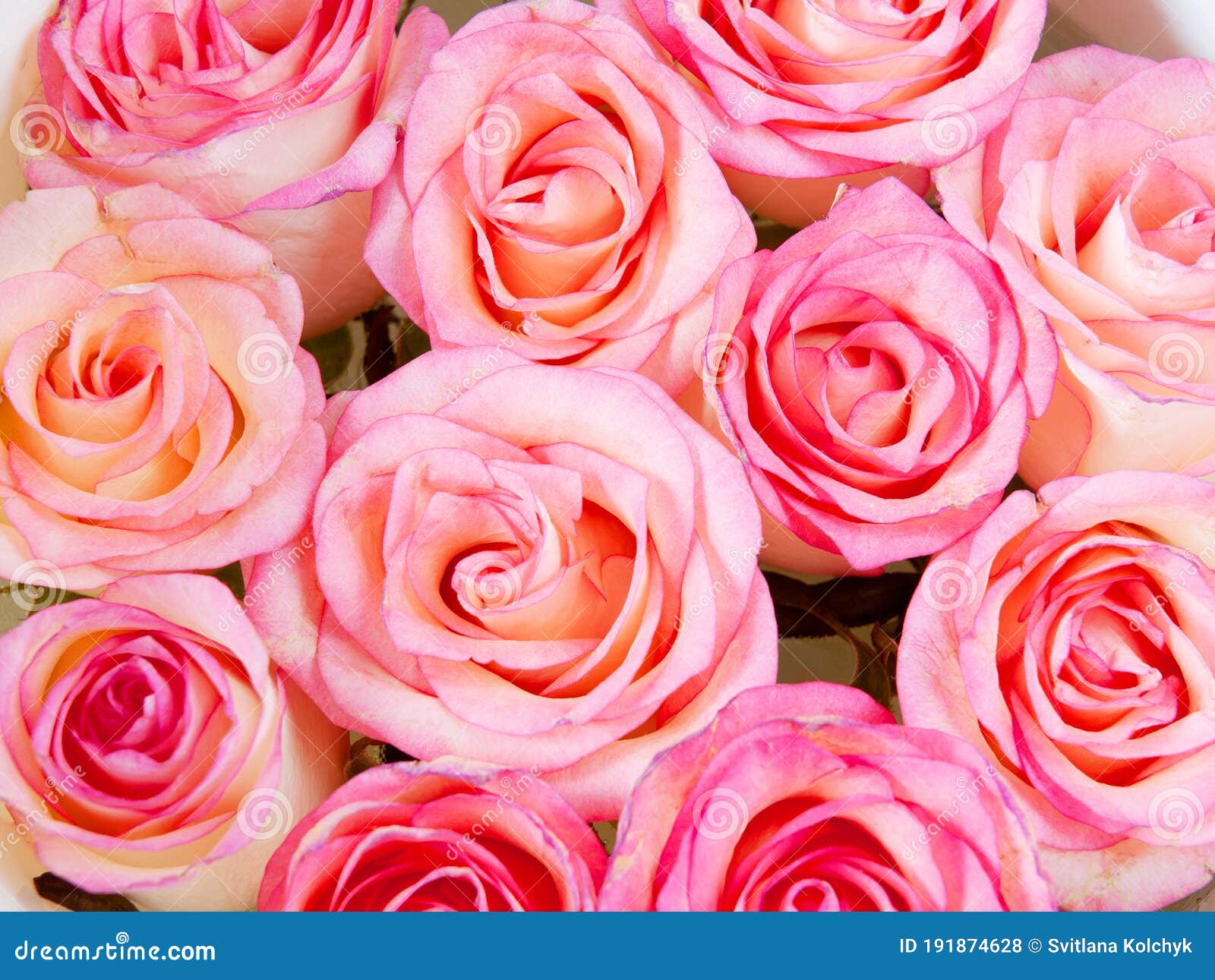 Many Beautiful pink roses stock photo. Image of blossom - 191874628