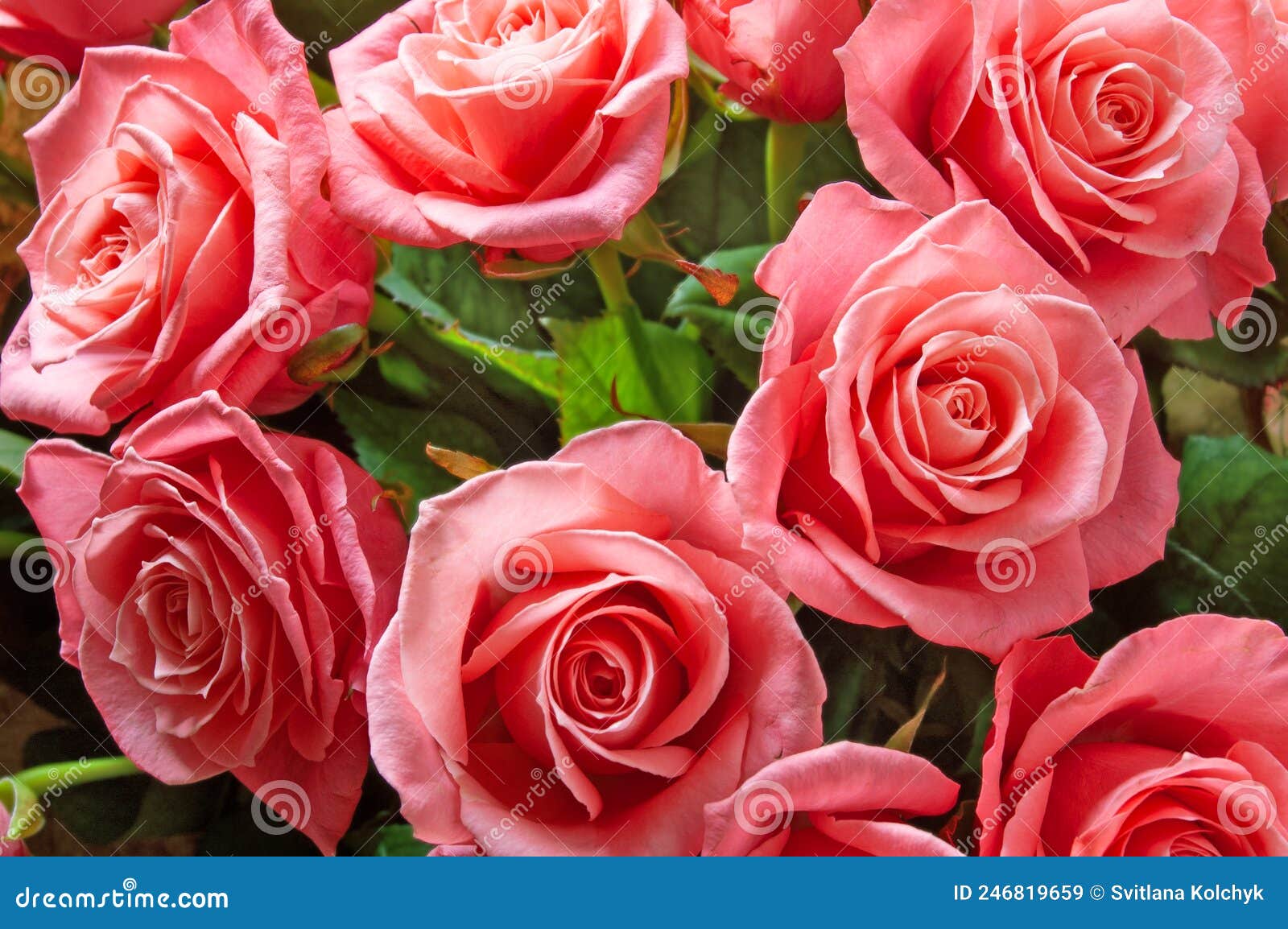 Many of Beautiful Pink Roses Bunch Background Stock Image - Image of ...