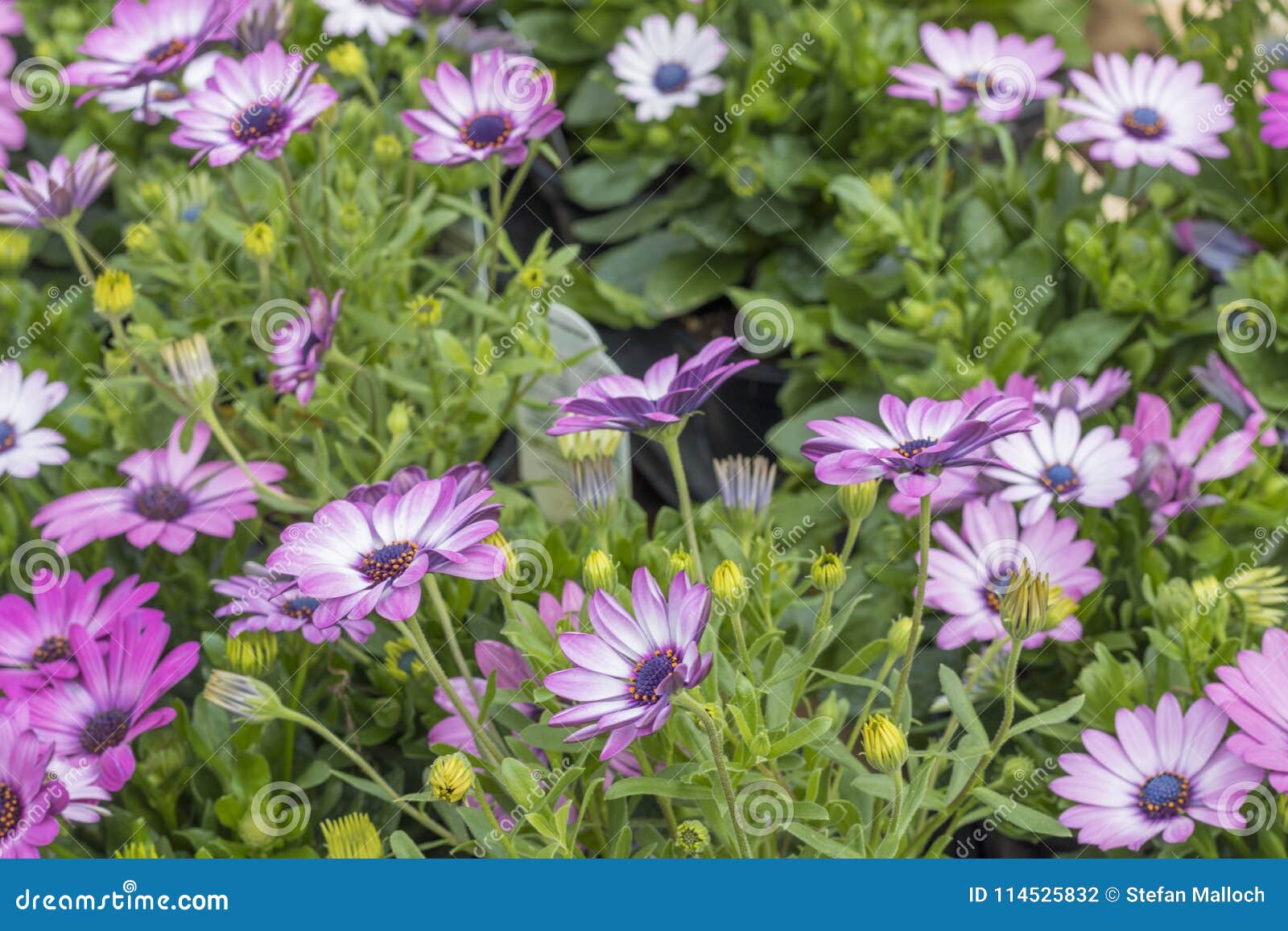 Many Beautiful Purple Flowers Together Stock Photo - Image of nature ...