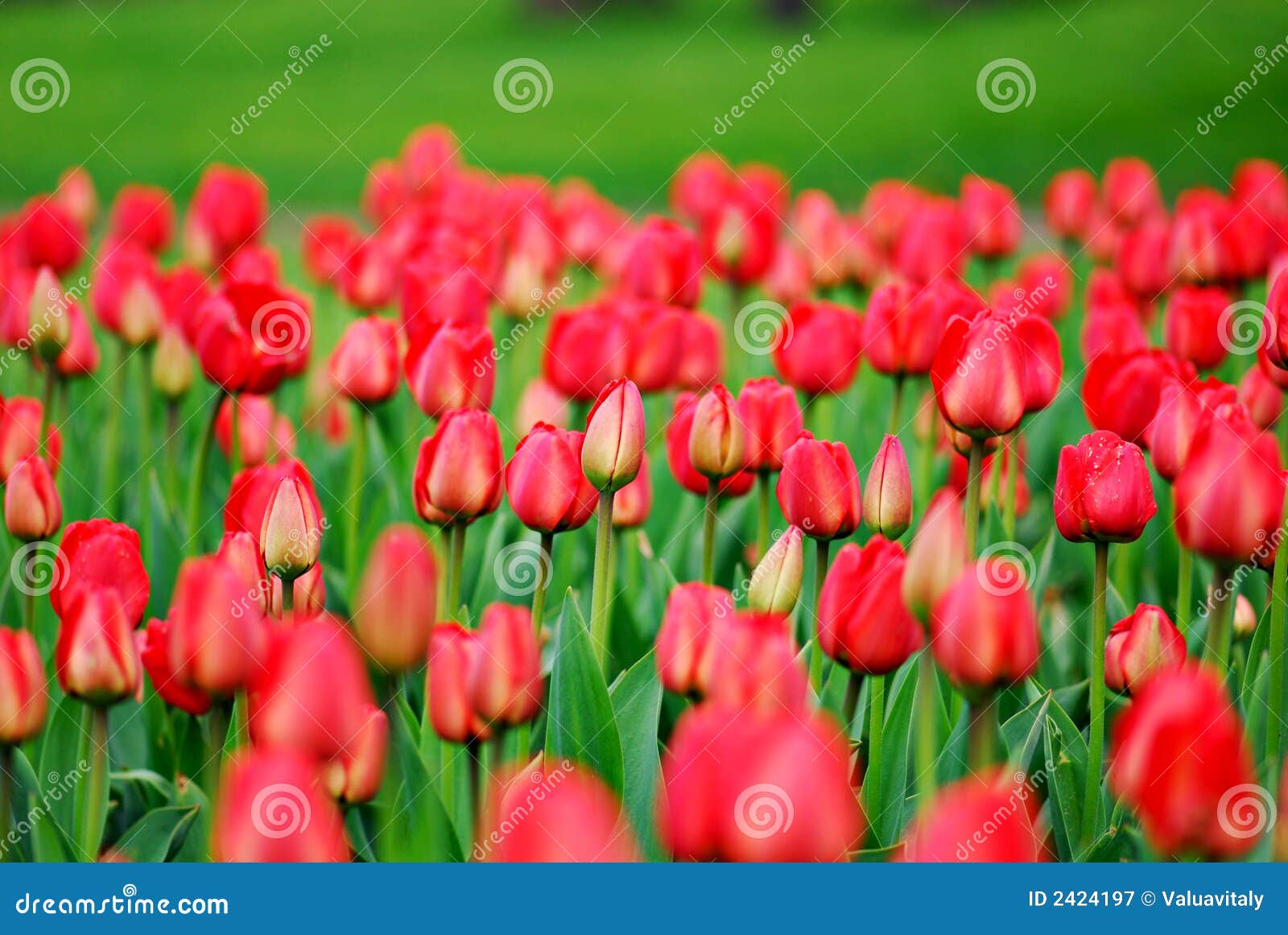 Many beautiful red tulips. stock image. Image of small - 2424197