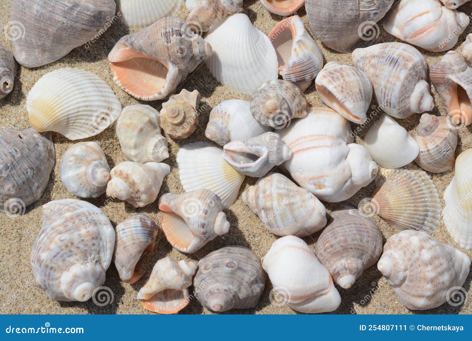 Many Beautiful Sea Shells on Sand, Closeup Stock Image - Image of sand ...