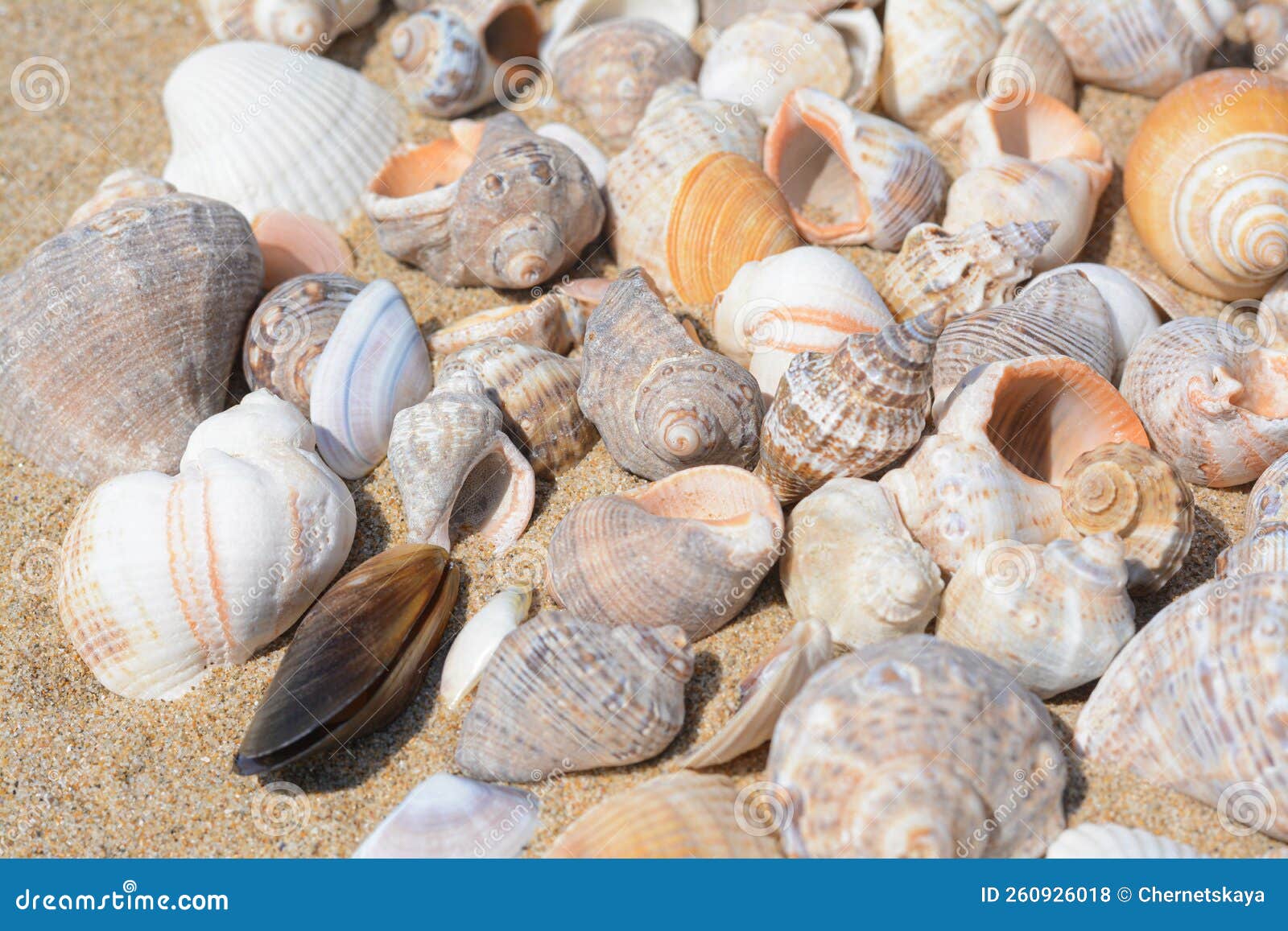 Many Beautiful Sea Shells on Sand, Closeup Stock Photo - Image of sand ...