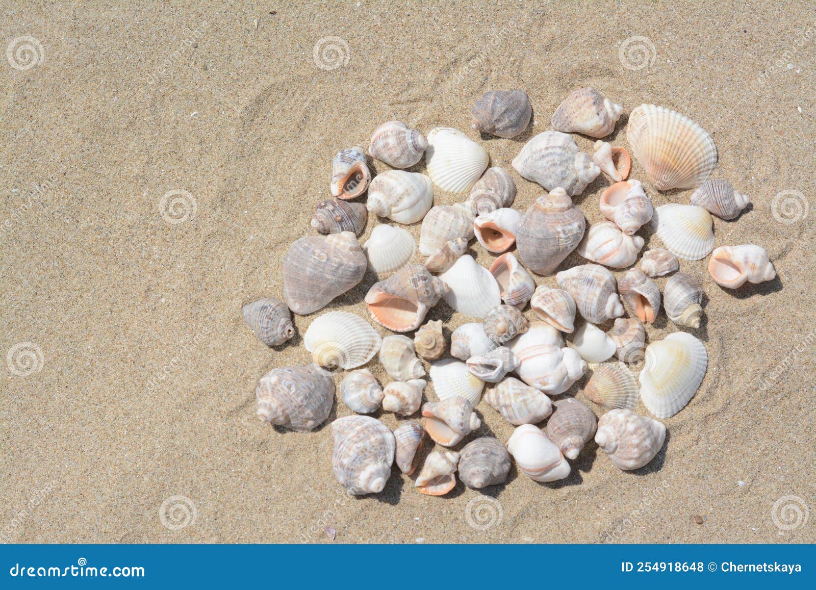 Many Beautiful Sea Shells on Beach, Above View. Space for Text Stock ...
