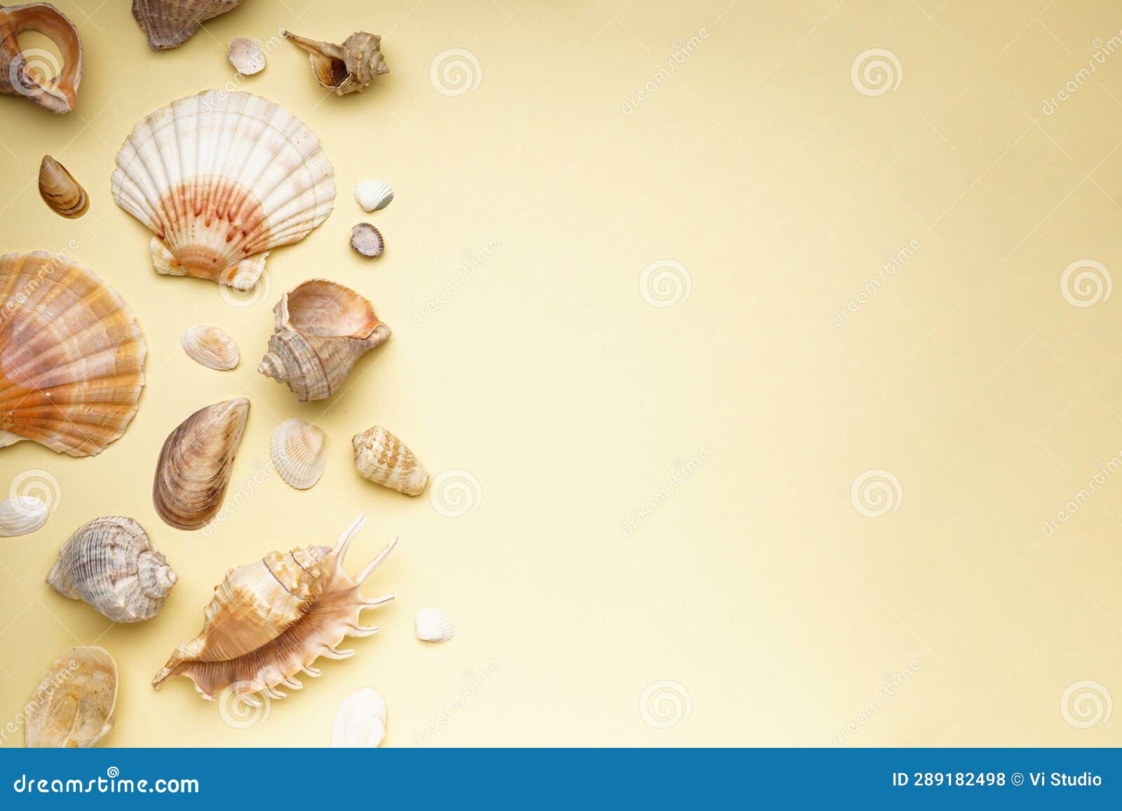 Many Beautiful Sea Shells on Yellow Background, Space for Text. Top ...