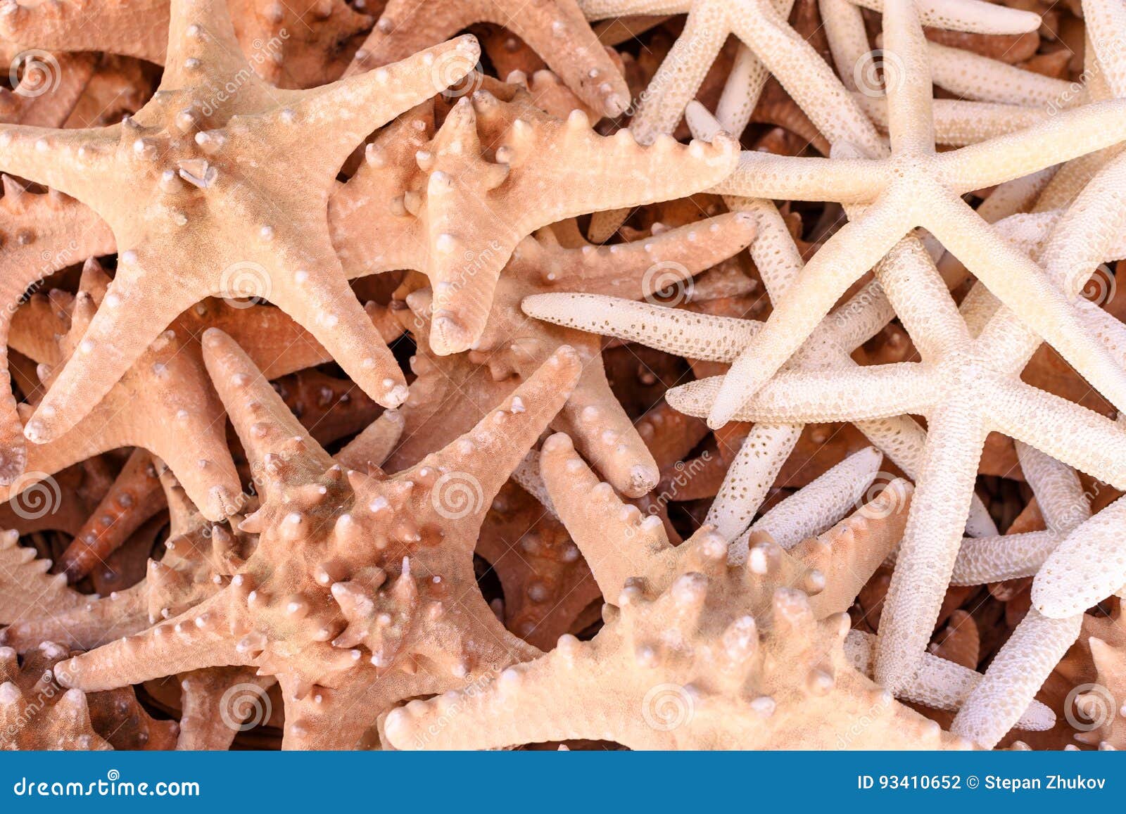 Many Beautiful Sea Stars of Two Kinds Stock Photo - Image of variety ...