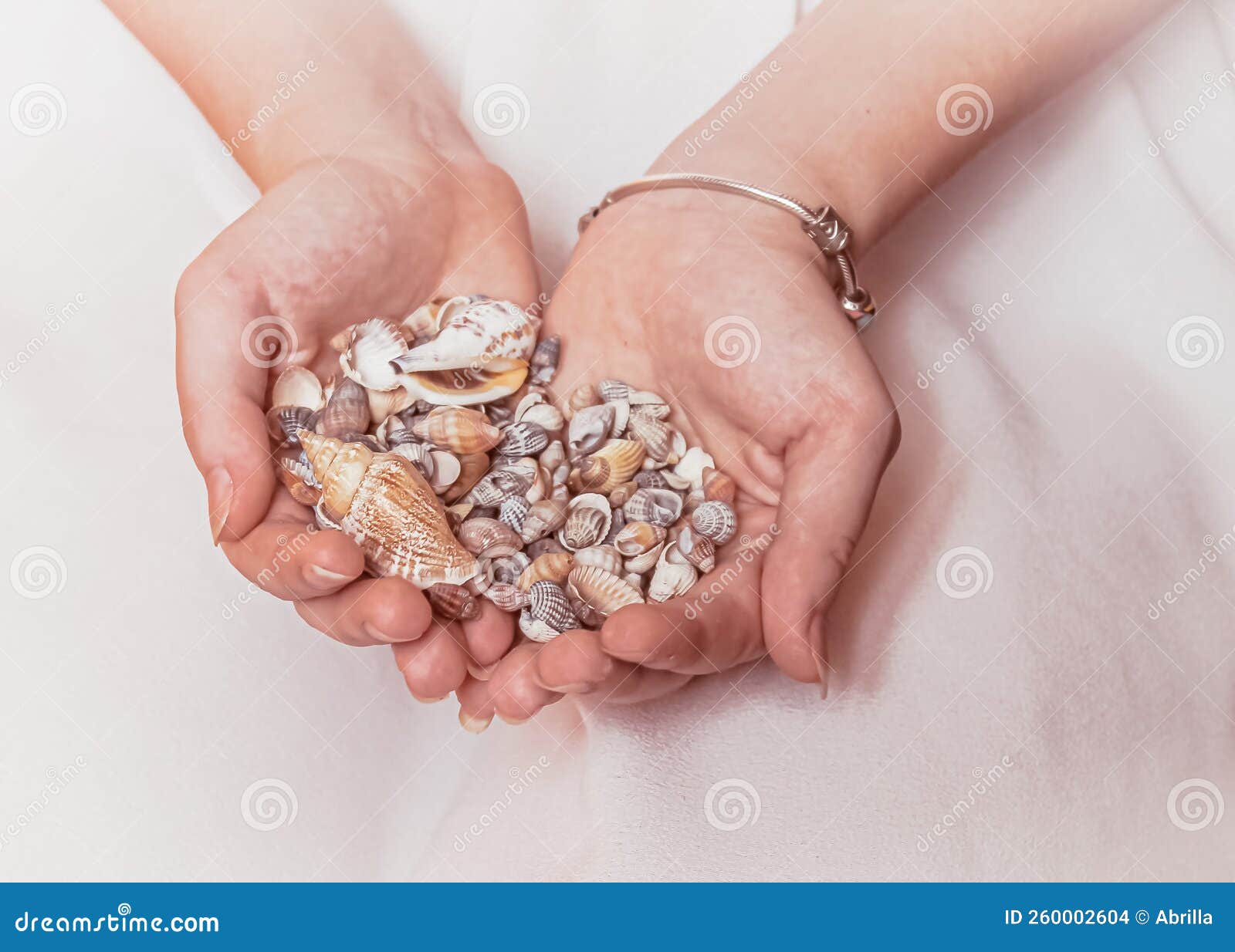Many Beautiful Seashells in the Hands of the Girl Stock Photo - Image ...