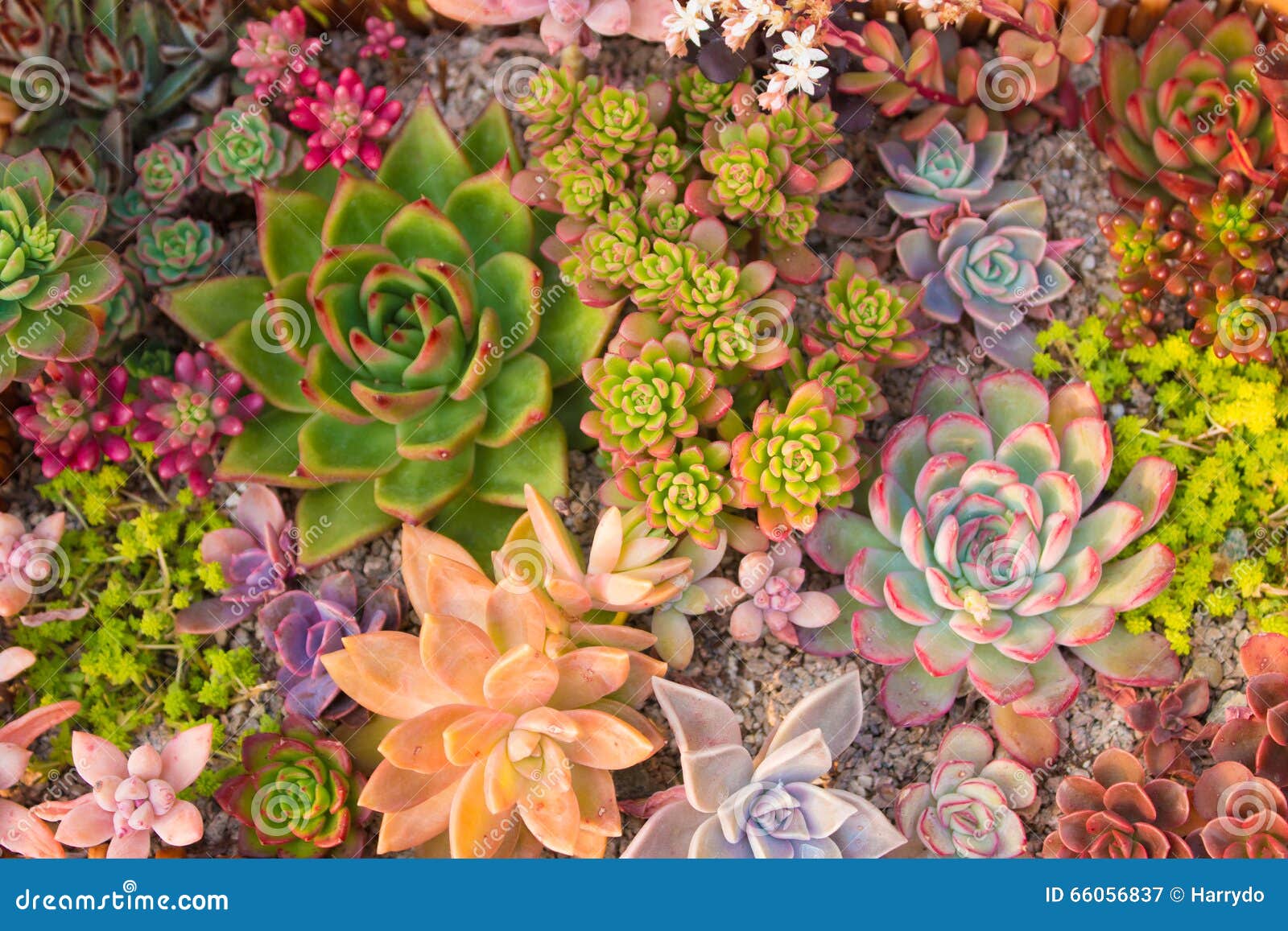 Many beautiful succulents stock image. Image of succulent - 66056837