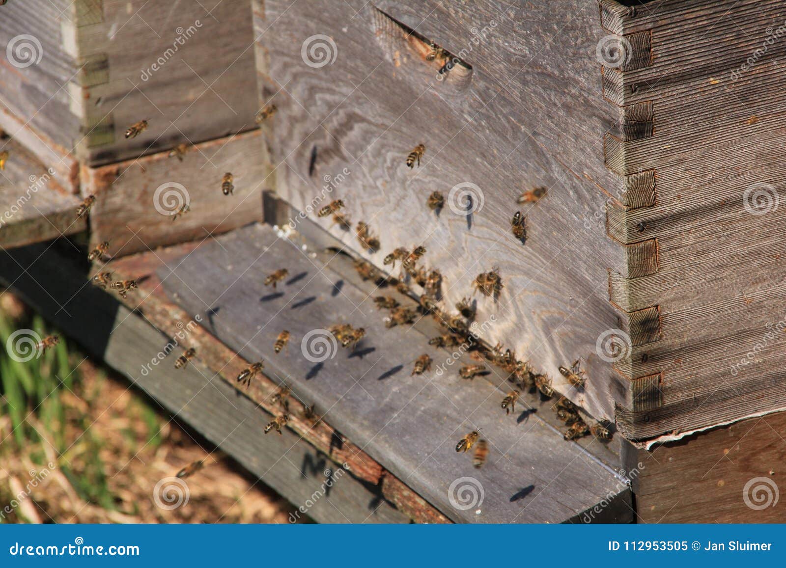 Hive with bees in spring. stock image. Image of busy - 112953505