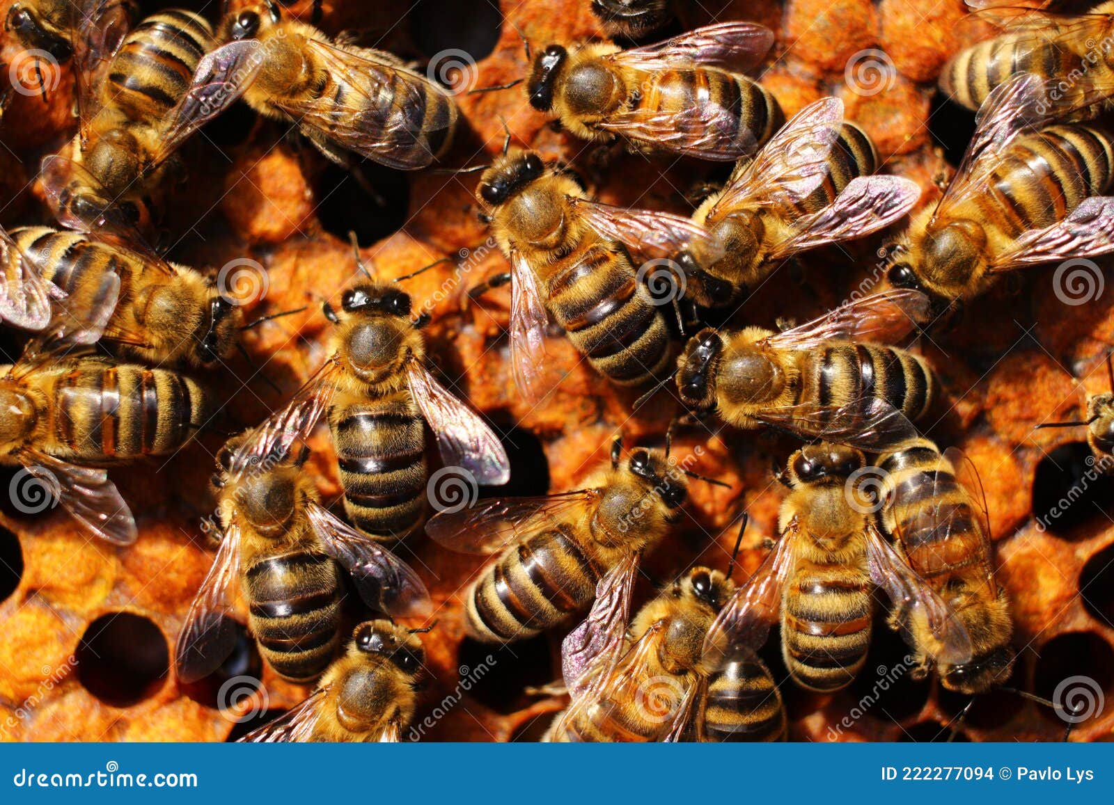 Many Bees in a Beehive on Apiary Closeup Stock Photo - Image of colony ...
