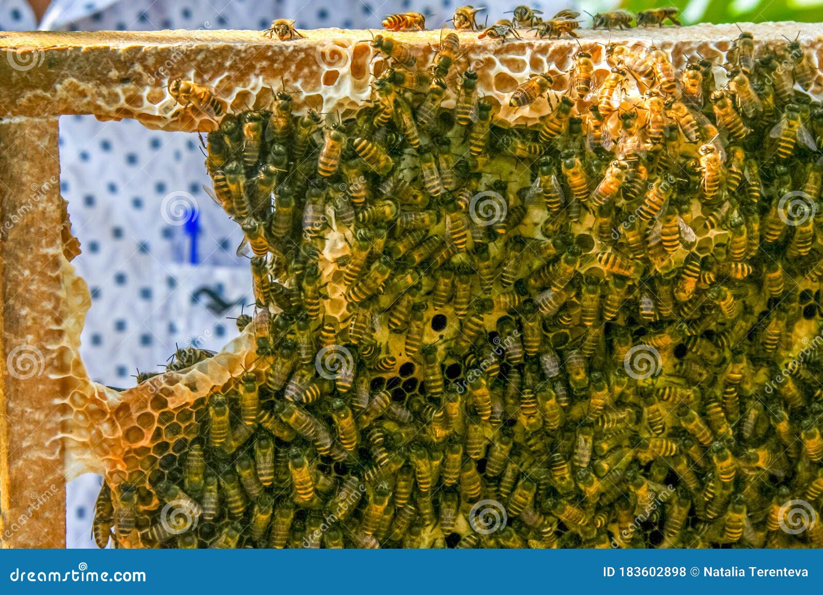 Many Bees on a Beehive Cone Stock Photo - Image of house, agriculture ...