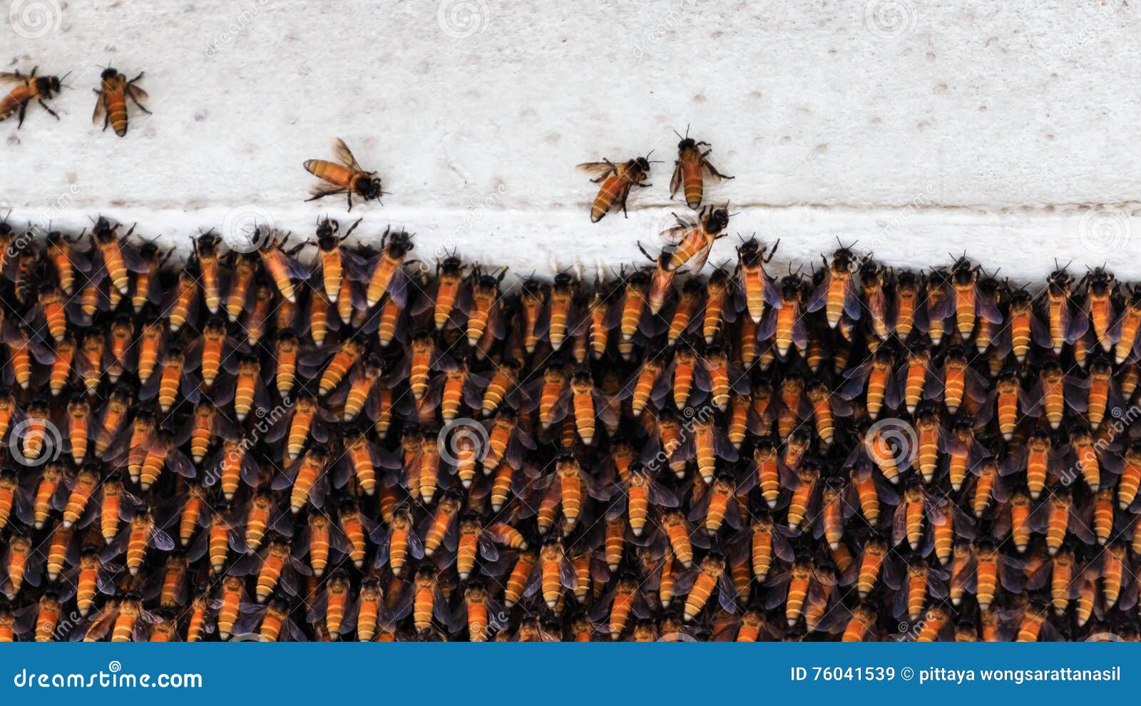 Many Bees in Beehive on High Building Stock Image - Image of hexagon ...