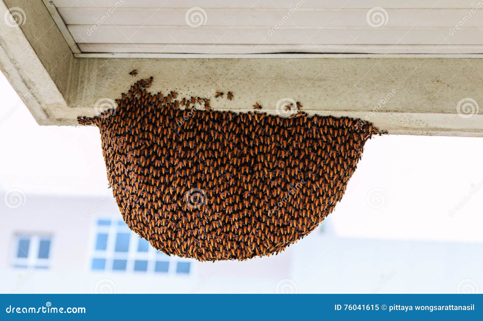 Many Bees in Beehive on High Building Stock Image - Image of pollinator ...