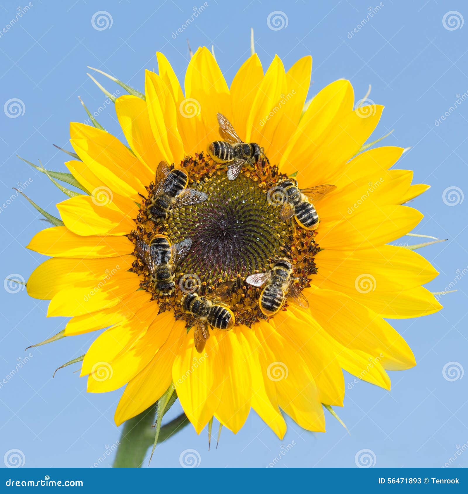 Many Bees Collecting Nectar on a Sunflower Against the Sky Stock Image ...