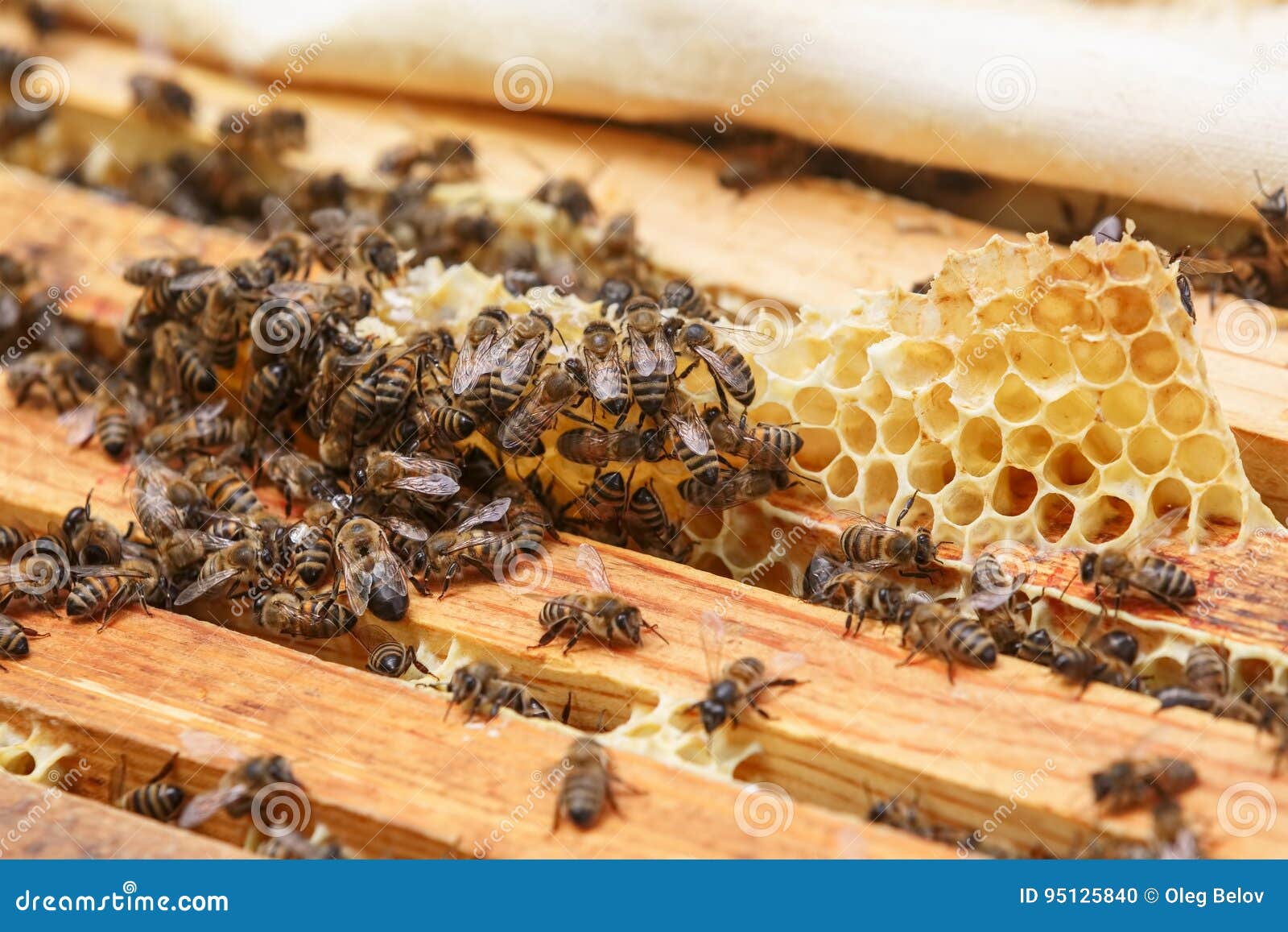 Many Bees Crawl on the Frames with Honey in the Hive Stock Photo ...