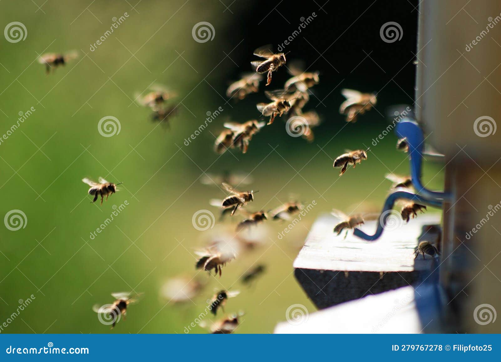 Bees fly to the hive stock photo. Image of apiary, background - 279767278
