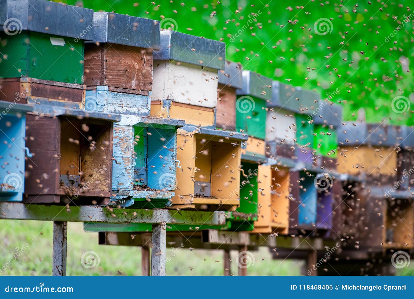 Many Bees Flying Around the Beehive. Stock Photo - Image of swarm ...