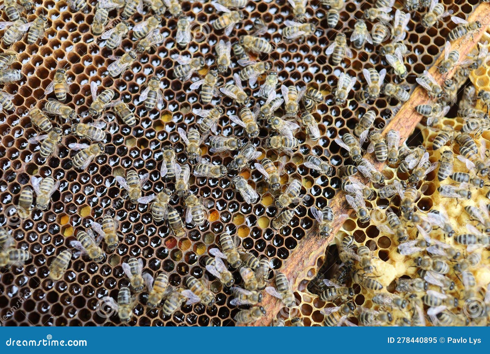 Many Bees on a Frame in an Apiary Stock Image - Image of nature ...