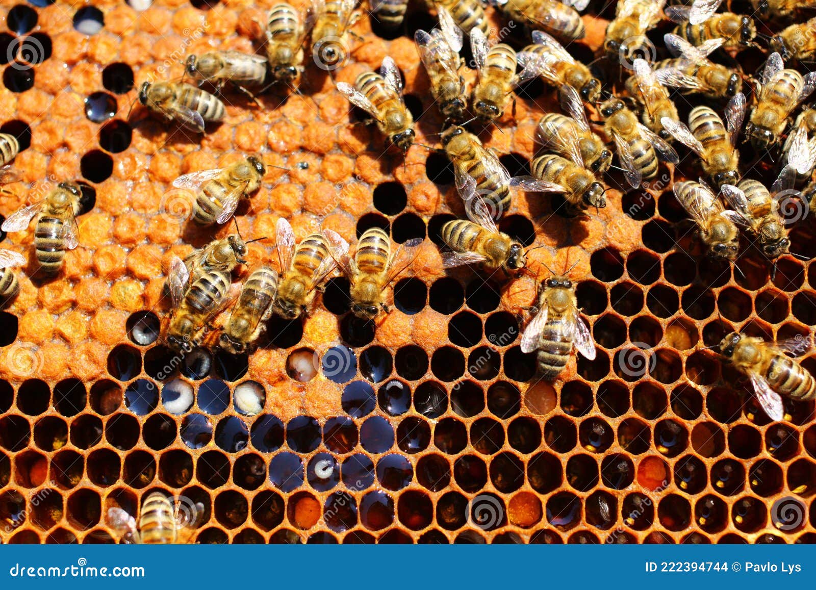 Many Bees in the Hive Close Up Stock Photo - Image of close, wing ...