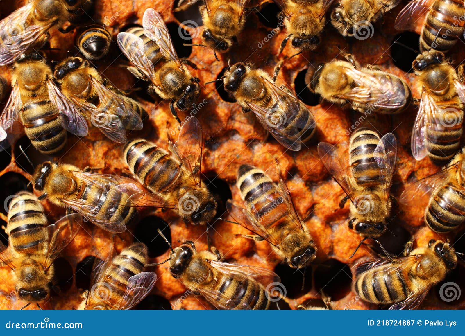 Many Bees in the Hive Close Up Stock Image - Image of farm, macro ...