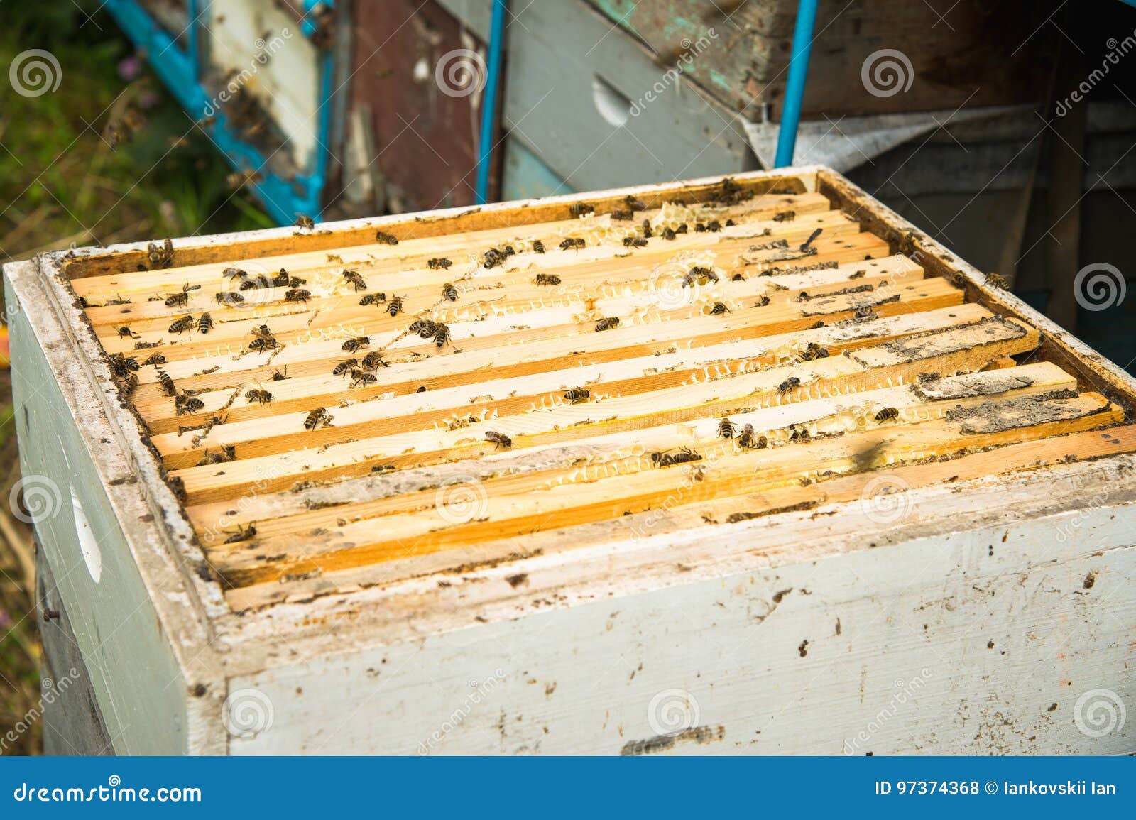 Many bees in an open hive stock photo. Image of hive - 97374368
