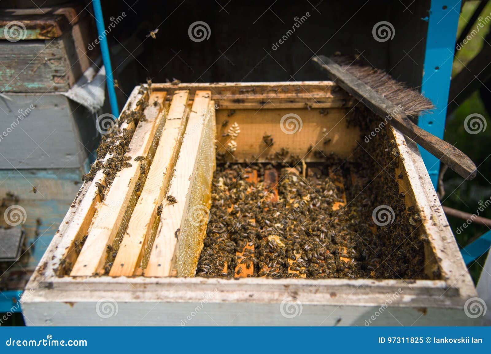 Open Bee Hive. Plank With Honeycomb In The Hive. The Bees Crawl Along ...