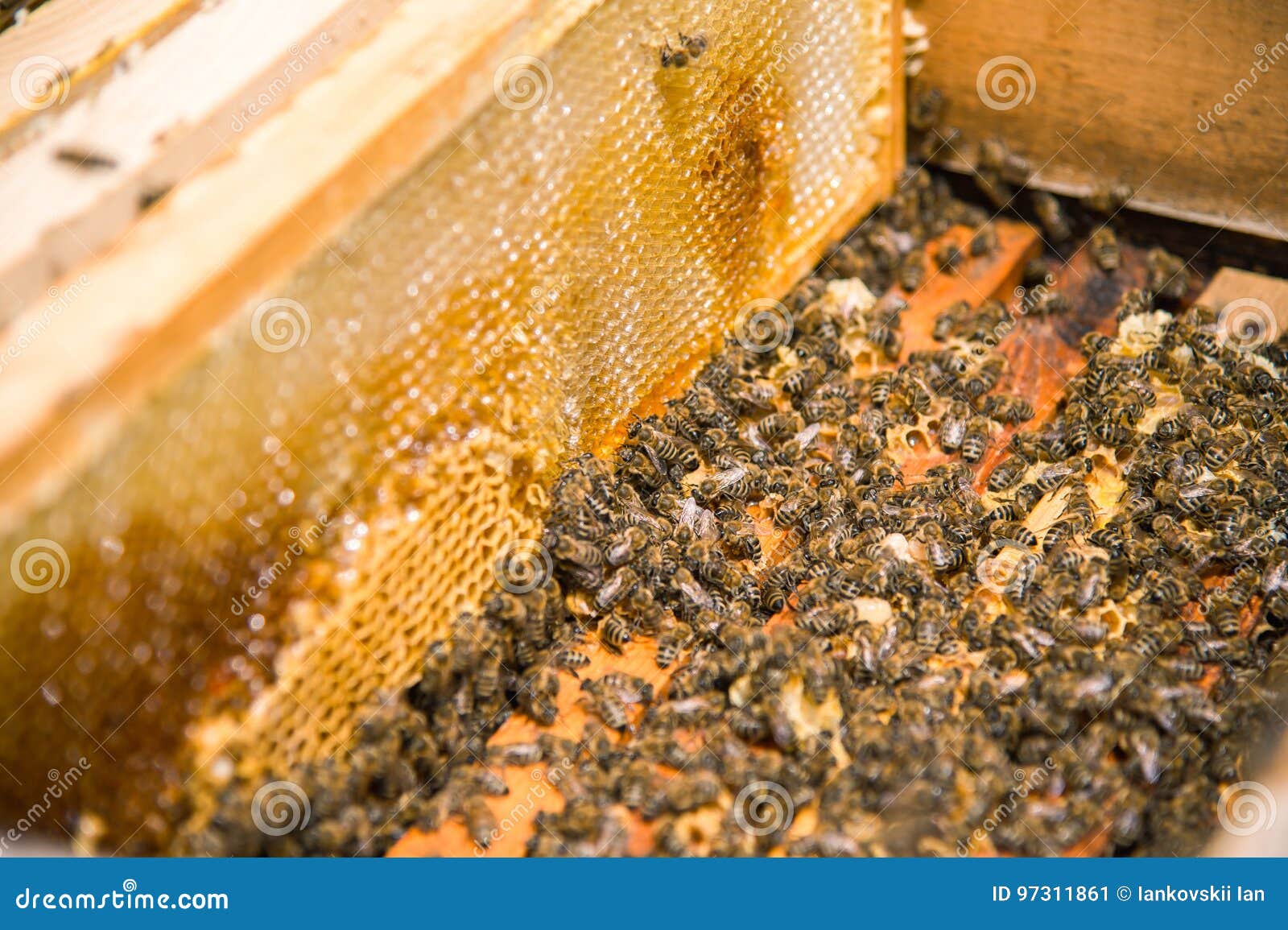 Open Bee Hive. Plank With The Bees Crawl Along The Hive. Royalty-Free ...