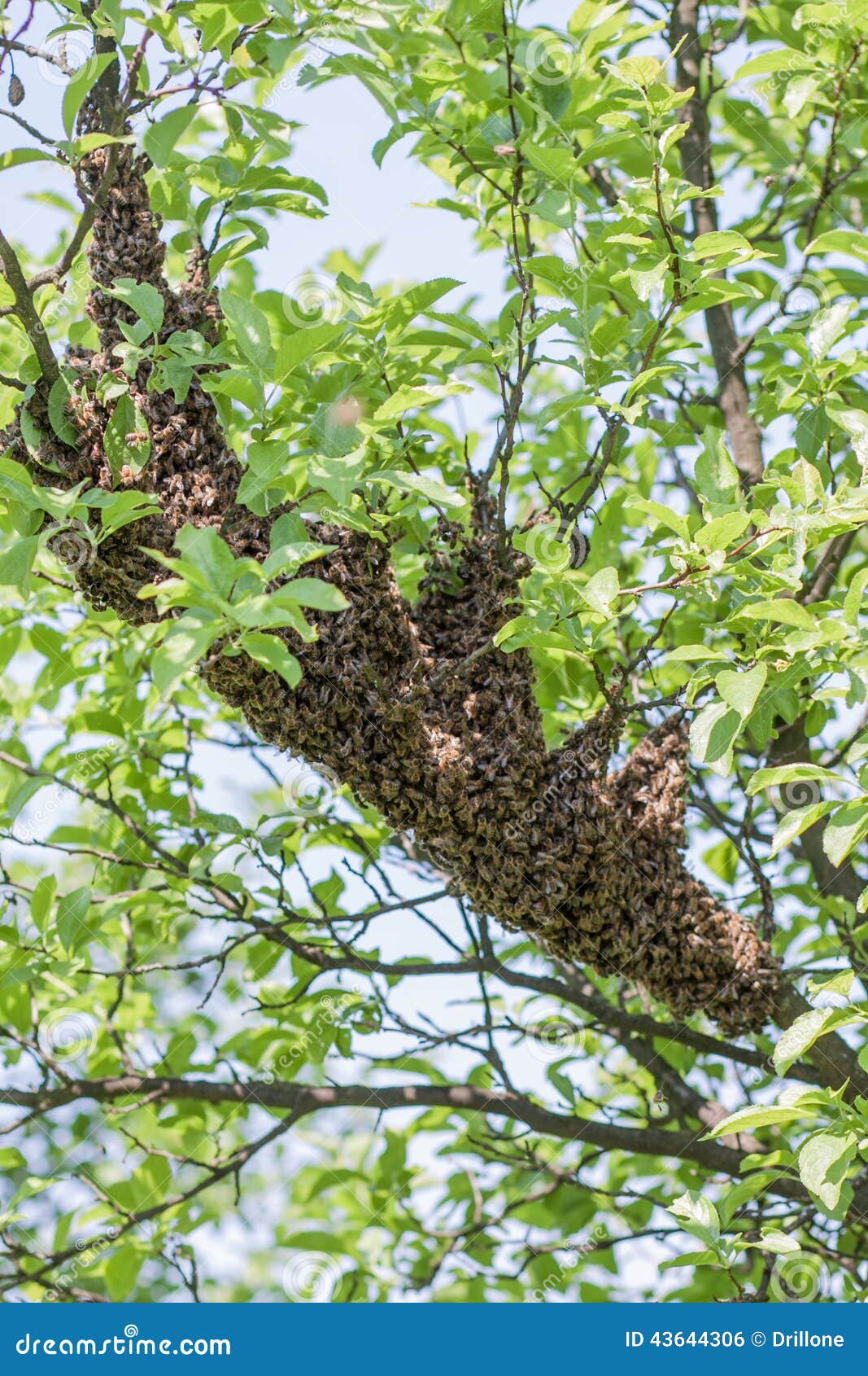 Many bees on tree stock photo. Image of nature, bees - 43644306