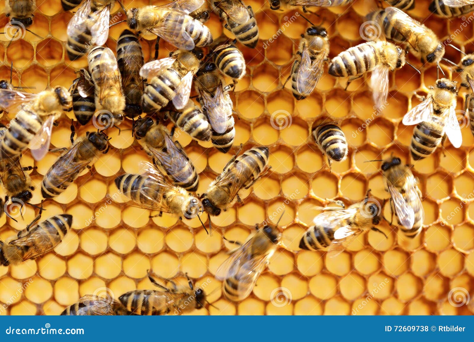 Many bees are working stock photo. Image of colony, field - 72609738