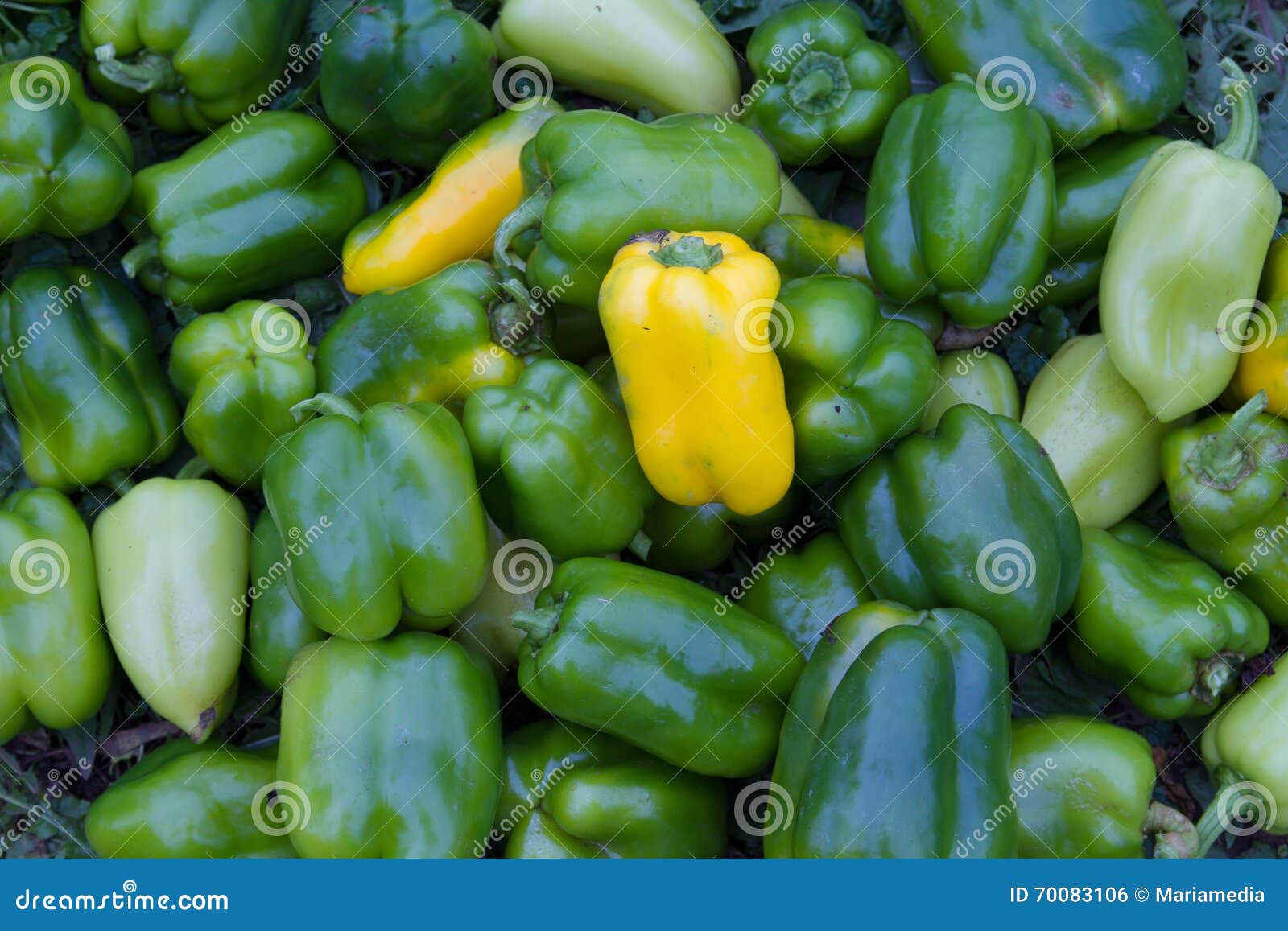 Many bell peppers stock photo. Image of agriculture, picked - 70083106