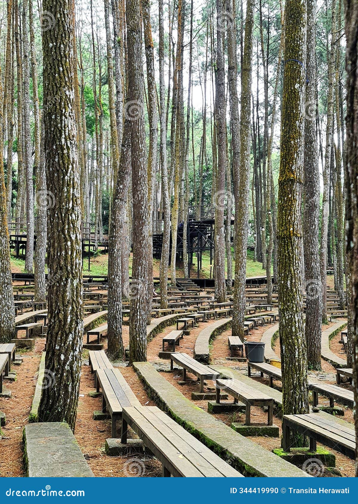 Benches Under Tree Royalty-Free Stock Photo | CartoonDealer.com #31360515