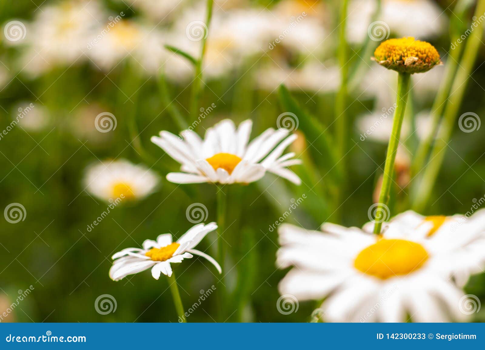 Many Big Daisies on the Field Close Up Stock Image - Image of beautiful ...