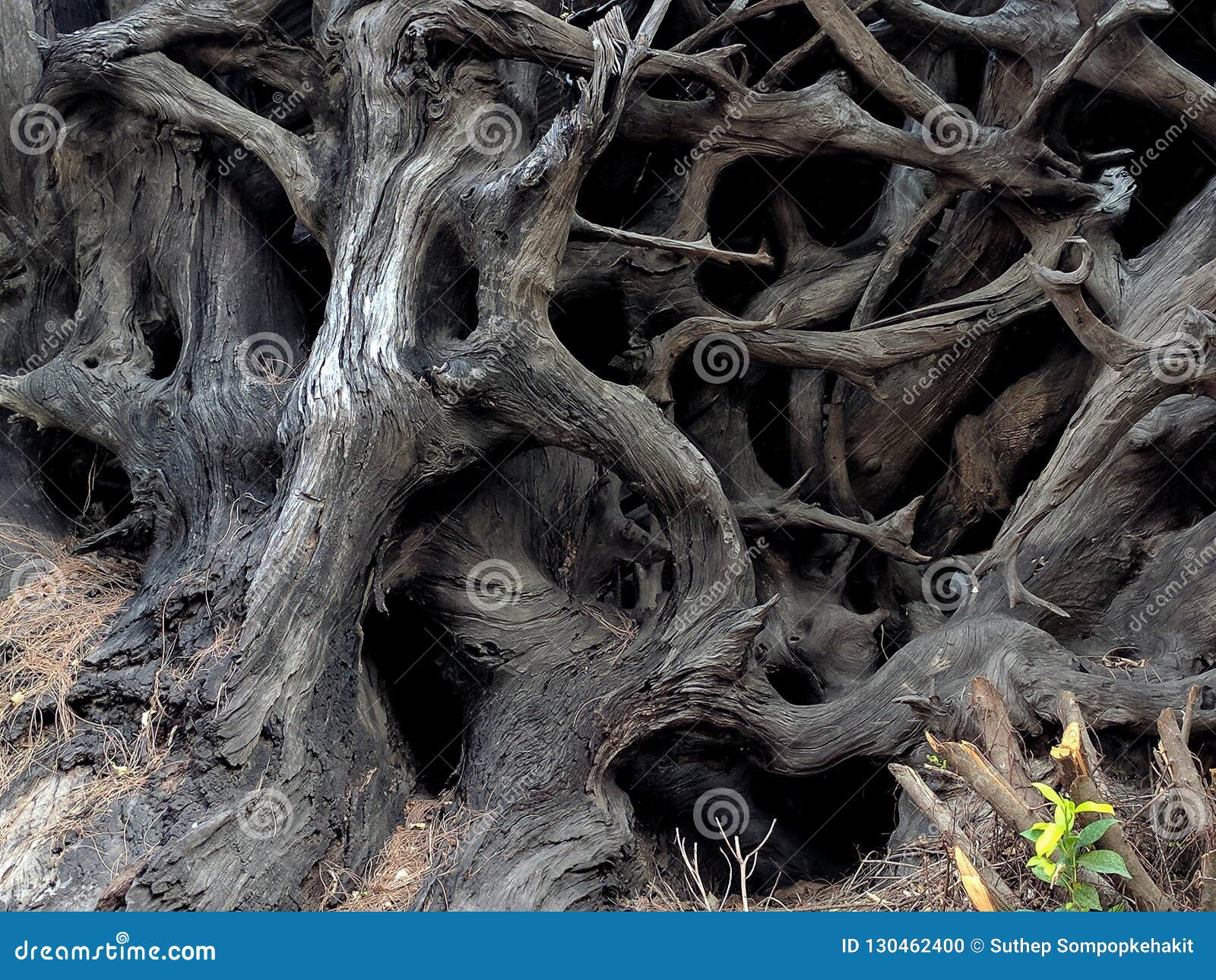 Big dry tree stock photo. Image of natural, brown, blue - 130462400