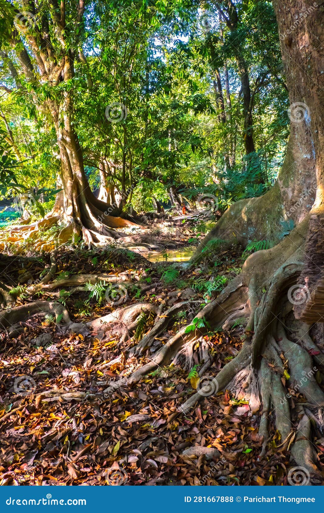 Many Big Roots Tree in the Deep Forest Stock Photo - Image of huge ...